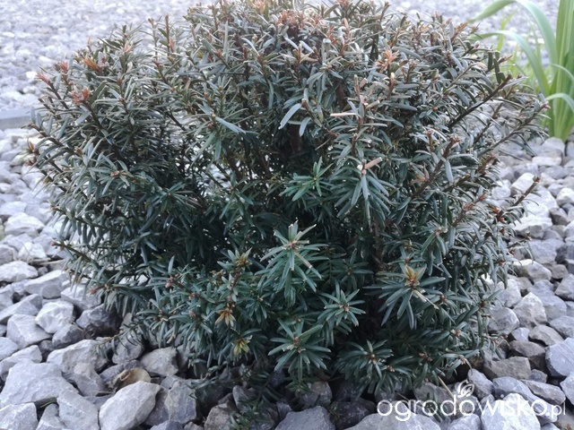 Choroby i szkodniki cisów, cis - Taxus - strona 23 - Forum ogrodnicze ... Choroby i szkodniki cisów, cis - Taxus - strona 23 - Forum ogrodnicze ...
