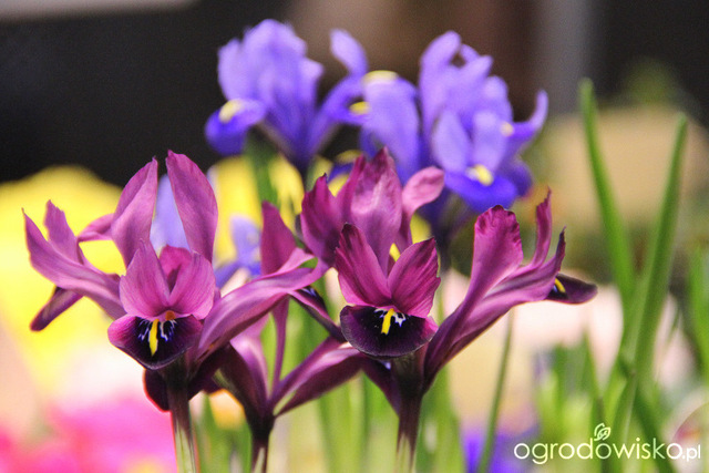 Irysy cebulowe - Ogrodowisko