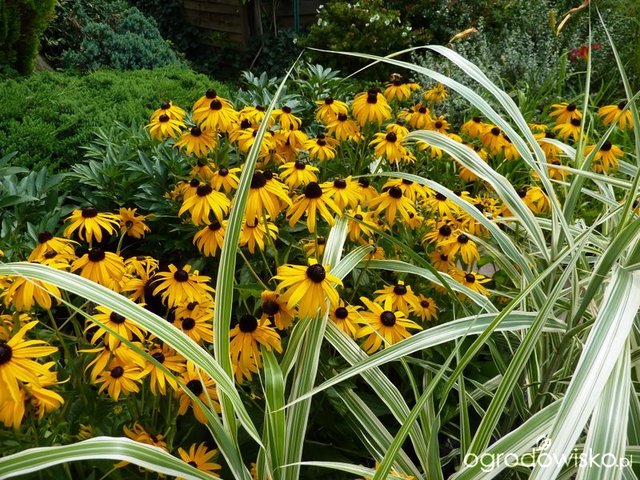 Letnia rabata kwiatowa - Ogrodowisko