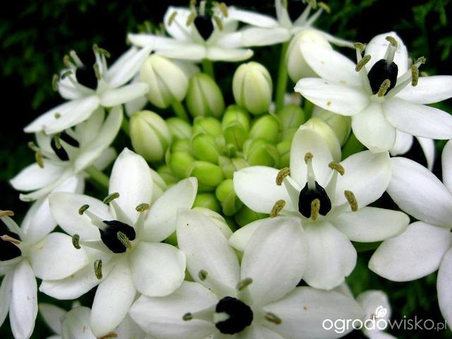 Ornithogalum saundersiae - śniedek Saundersa - Ogrodowisko