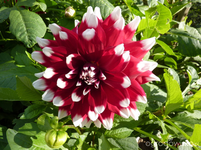 Dalie - sekrety uprawy - Ogrodowisko