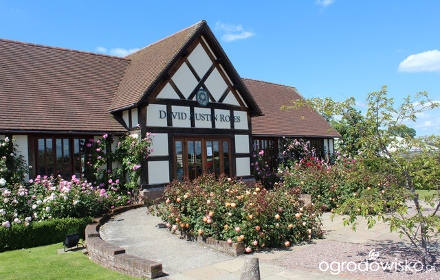 Ogrody angielskie - David Austin Rose Gardens w Albrighton - Ogrodowisko